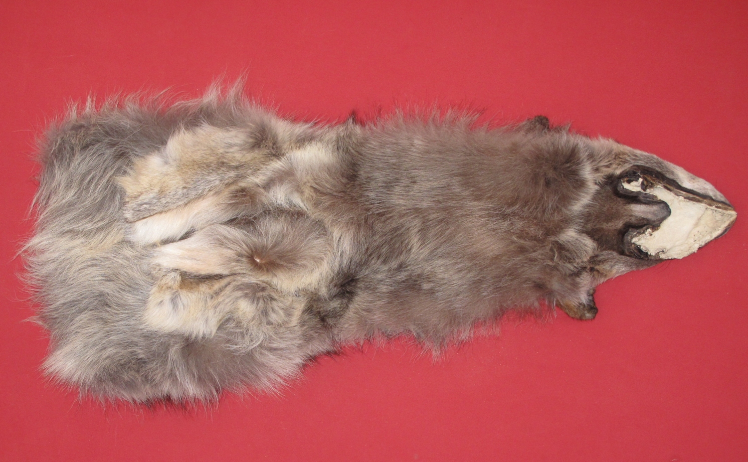 Tanned Furs : WOLF - TAXIDERMY QUALITY (7481-0517) : hideandfur.com