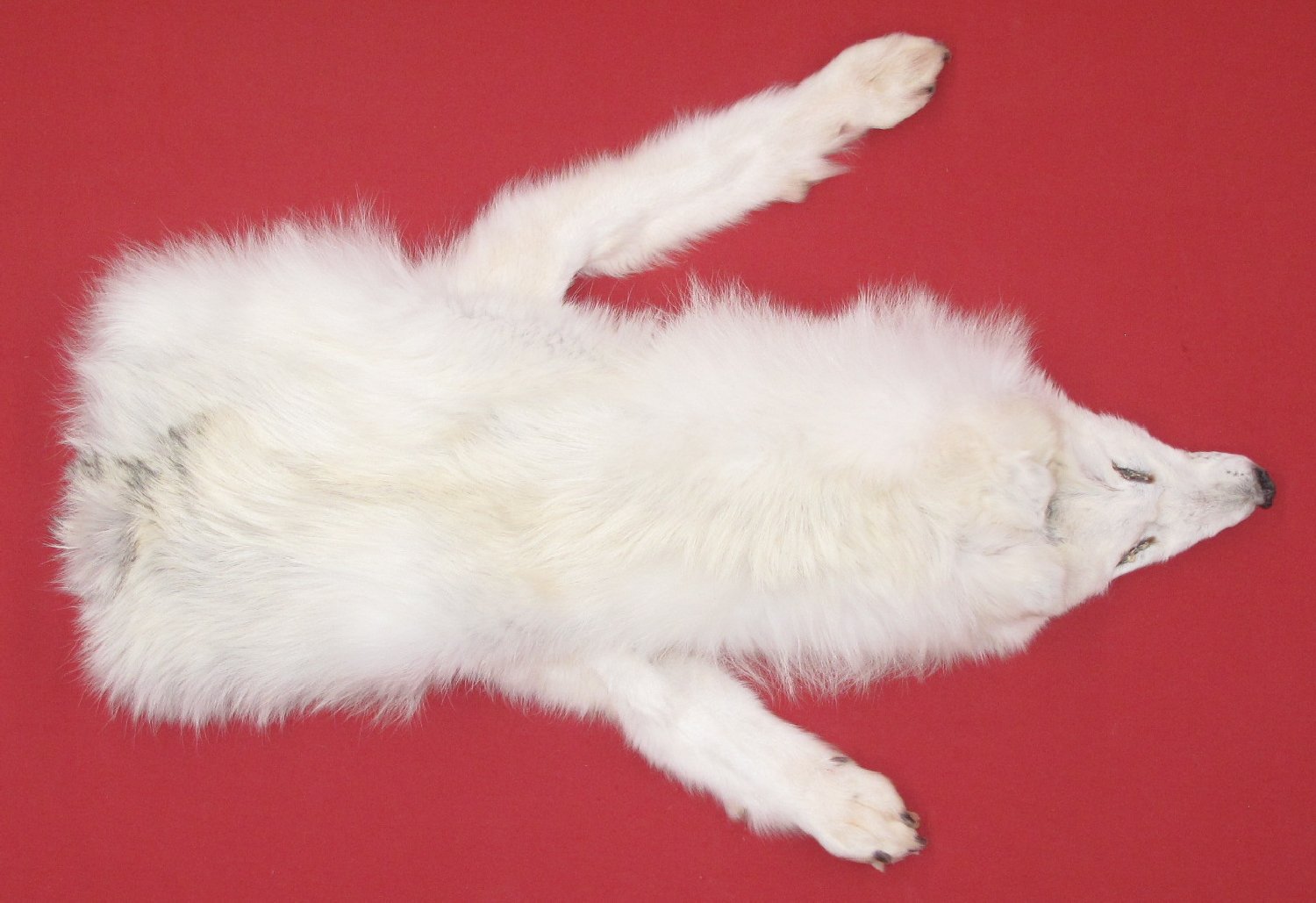 Tanned Furs : WOLF - TAXIDERMY QUALITY (7481-0632) : hideandfur.com