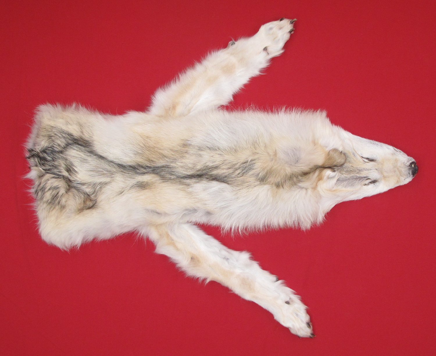 Tanned Furs : WOLF - TAXIDERMY QUALITY (7481-0637) : hideandfur.com