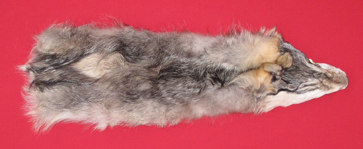 Tanned Furs : WOLF - TAXIDERMY QUALITY (7481-0638) : hideandfur.com