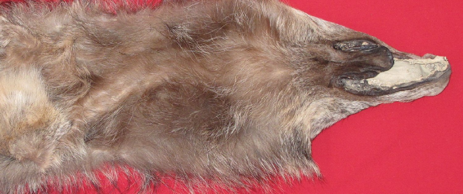 Tanned Furs : WOLF - TAXIDERMY QUALITY (7481-0640) : hideandfur.com