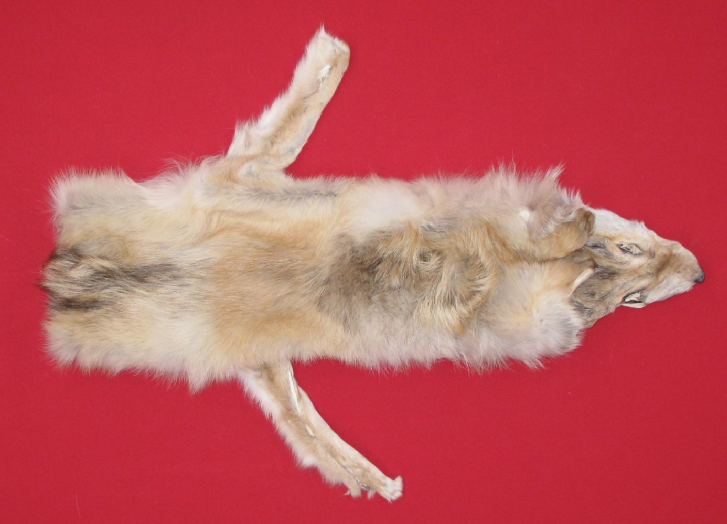 Tanned Furs : WOLF - TAXIDERMY QUALITY (7481-0660) : hideandfur.com