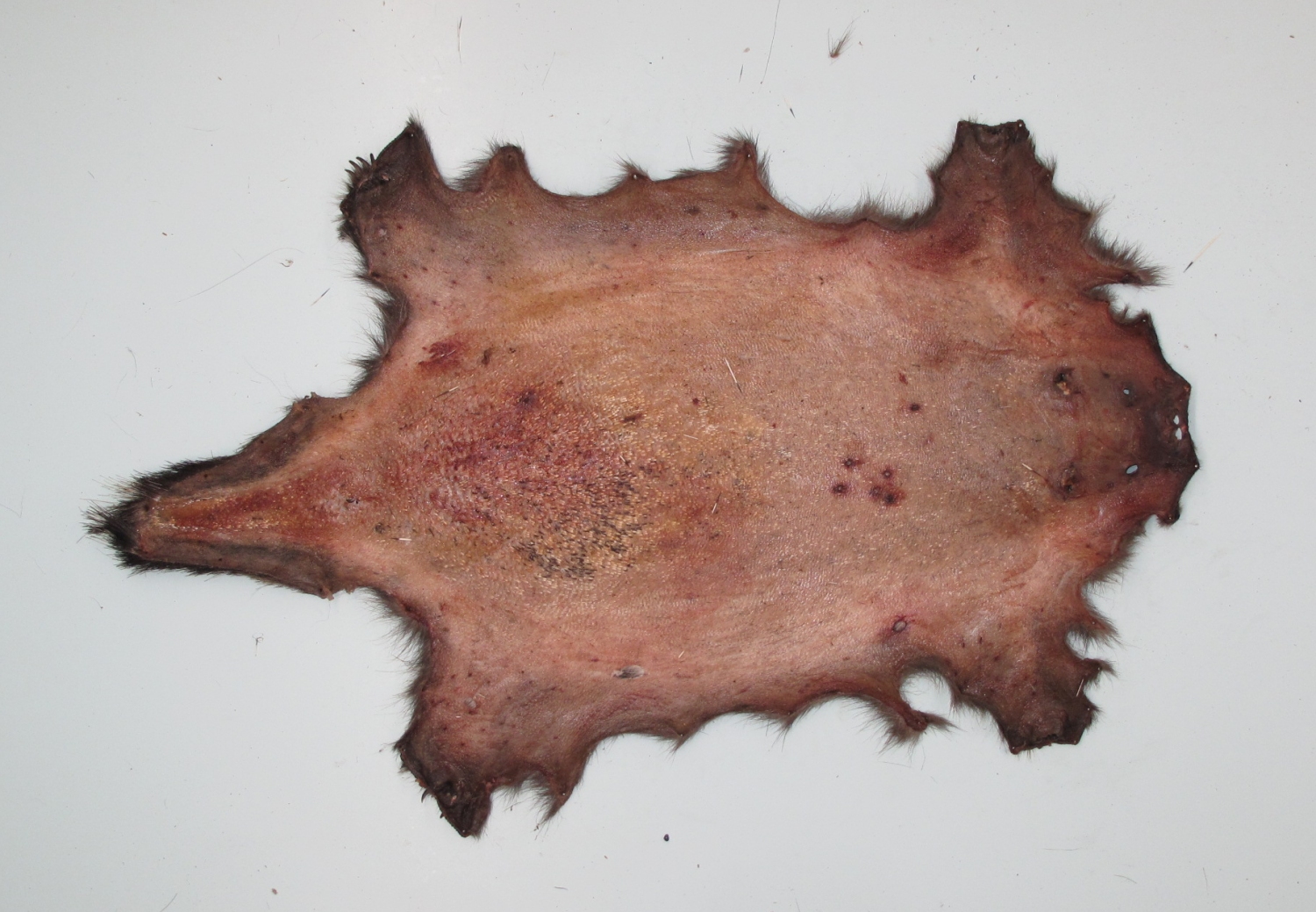 Miscellaneous : PORCUPINE - HIDES (7910-8010) : hideandfur.com