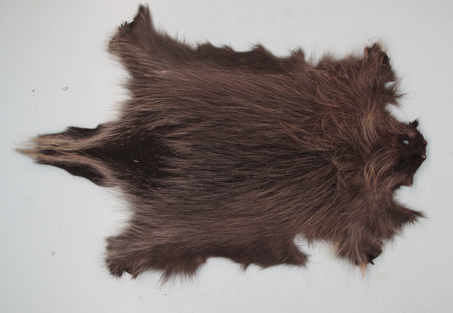 Miscellaneous : PORCUPINE - HIDES (7910-8017) : hideandfur.com