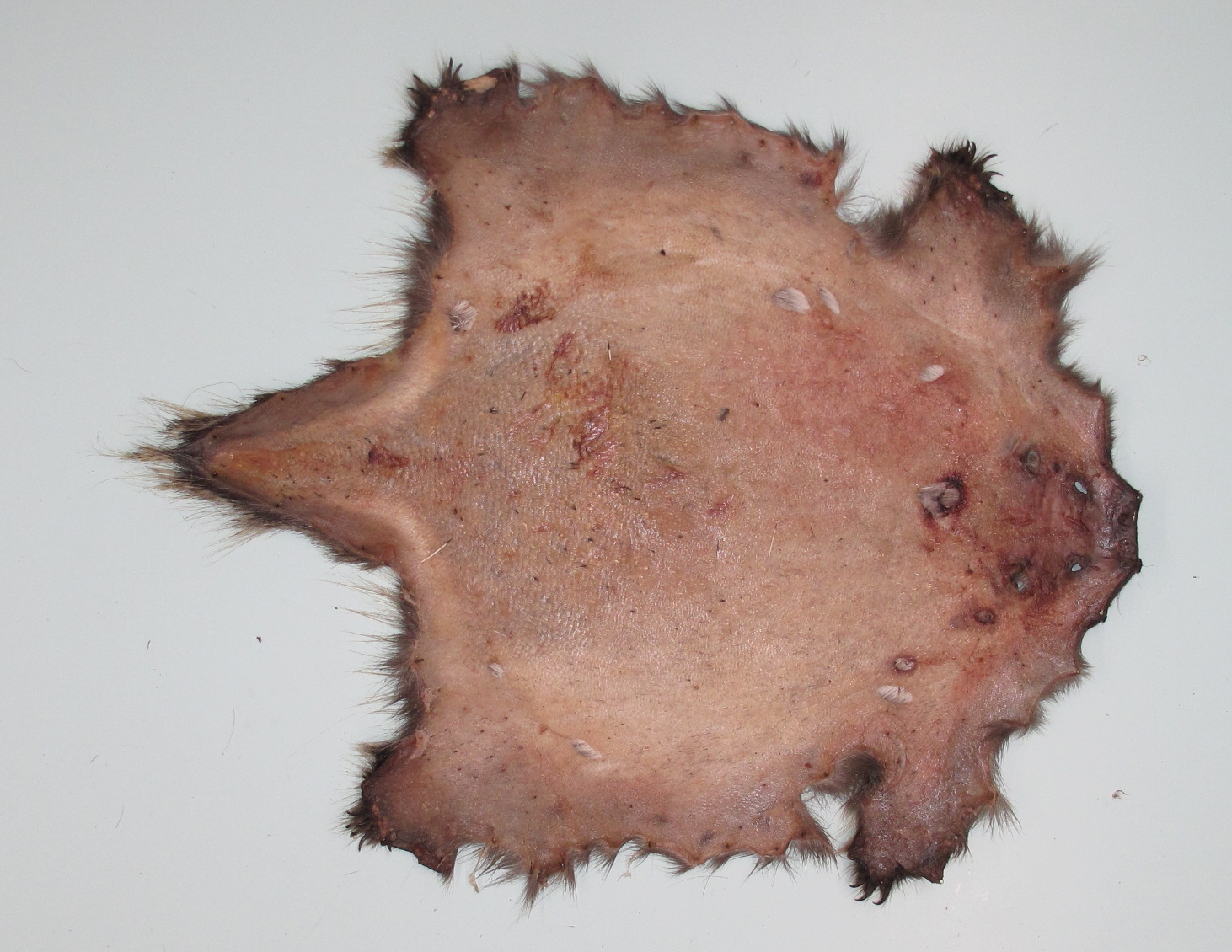 Miscellaneous : PORCUPINE - HIDES (7910-8026) : hideandfur.com