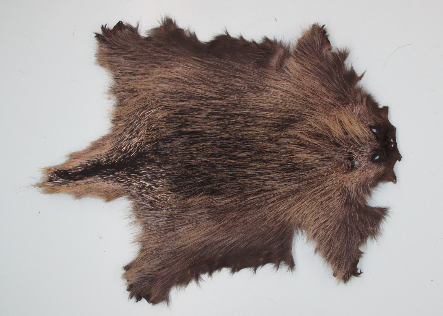 Miscellaneous : PORCUPINE - HIDES (7910-8031) : hideandfur.com