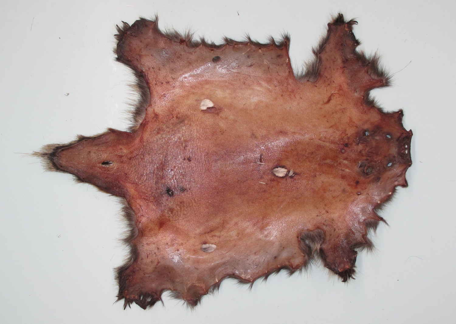 Miscellaneous : PORCUPINE - HIDES (7910-8031) : hideandfur.com