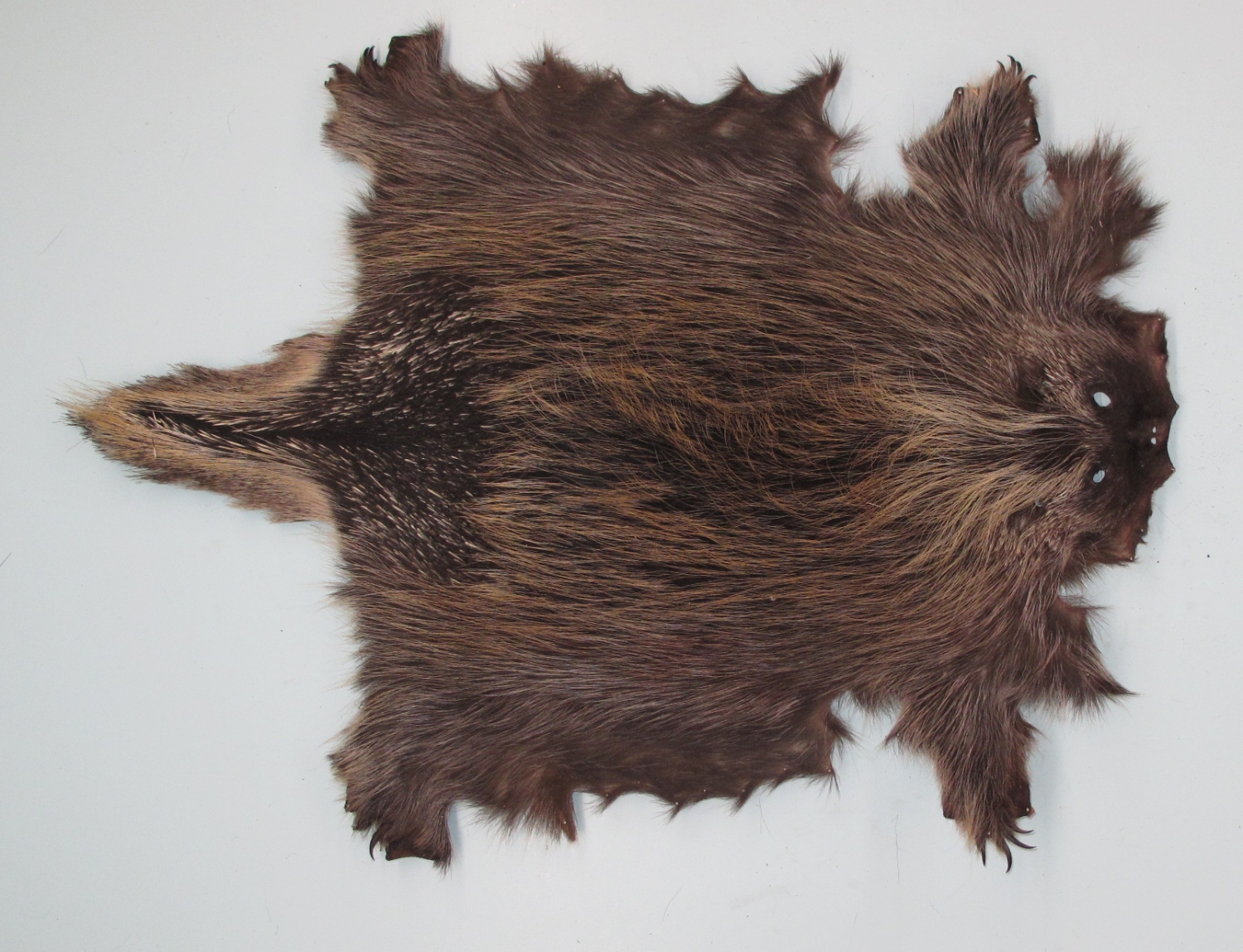 Miscellaneous : PORCUPINE - HIDES (7910-8036) : hideandfur.com