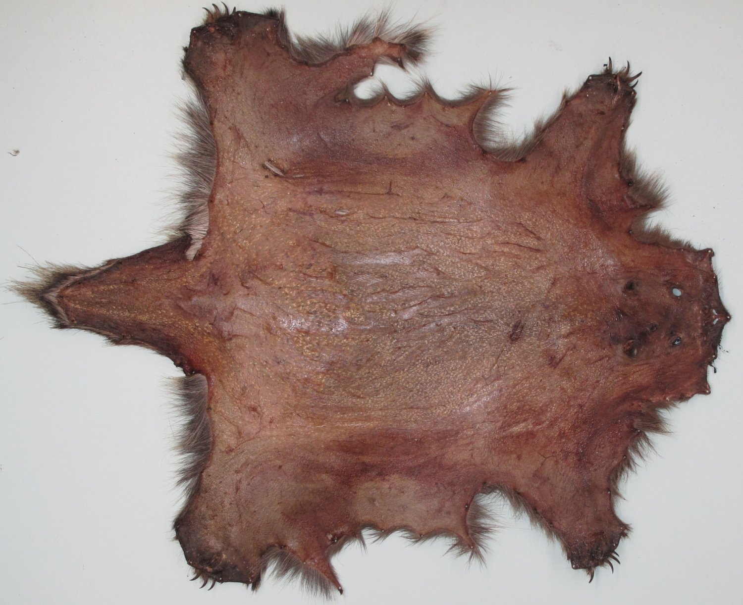 Miscellaneous : PORCUPINE - HIDES (7910-8038) : hideandfur.com