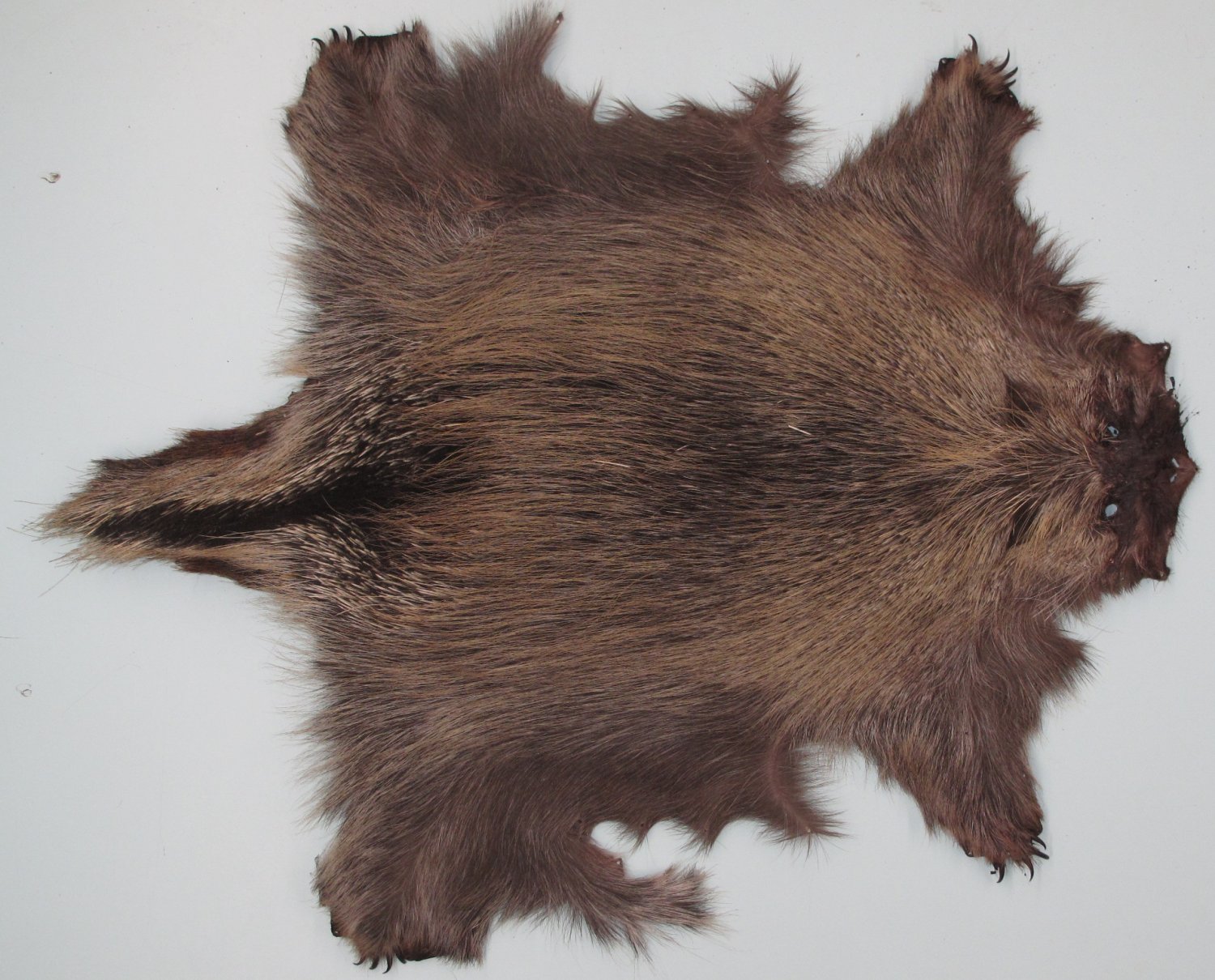 Miscellaneous : PORCUPINE - HIDES (7910-8038) : hideandfur.com