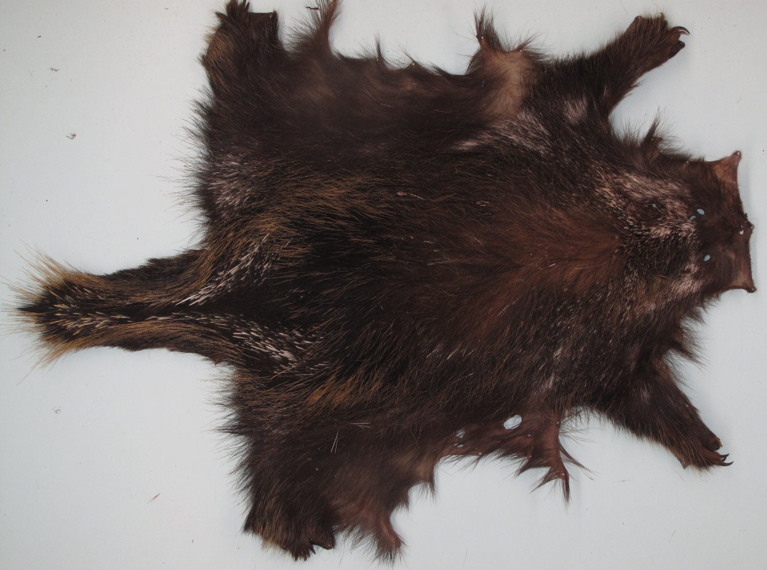 Miscellaneous : PORCUPINE - HIDES (7910-8040) : hideandfur.com