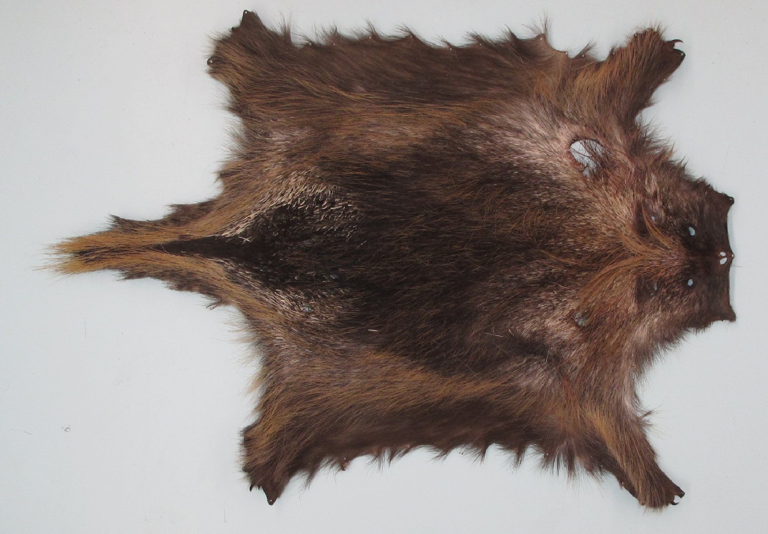 Miscellaneous : PORCUPINE - HIDES (7910-9900) : hideandfur.com