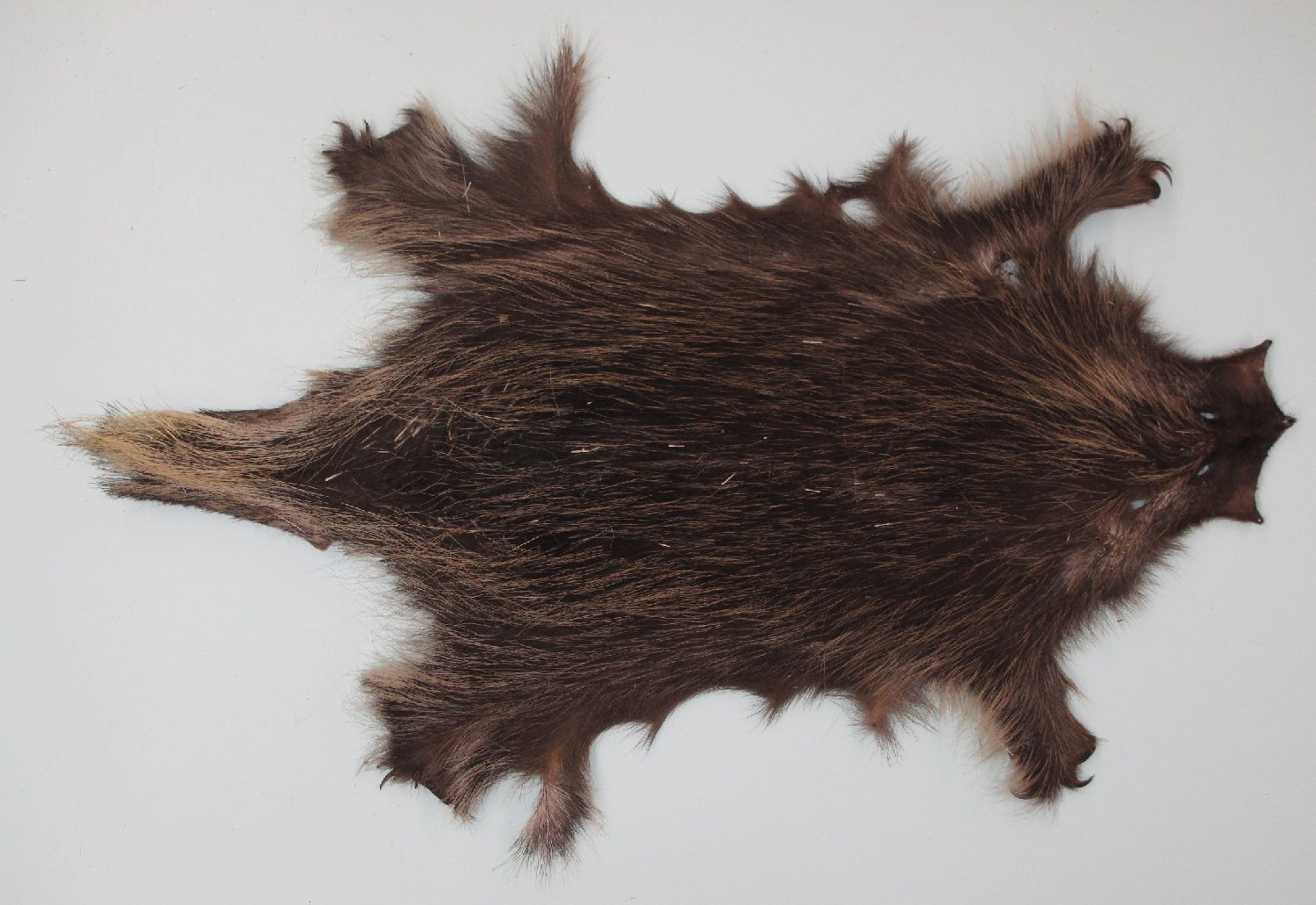 Miscellaneous : PORCUPINE - HIDES (7910-9905) : hideandfur.com