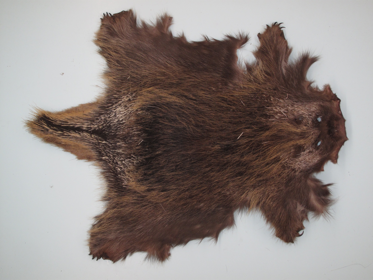 Miscellaneous : PORCUPINE - HIDES (7910-9946) : hideandfur.com