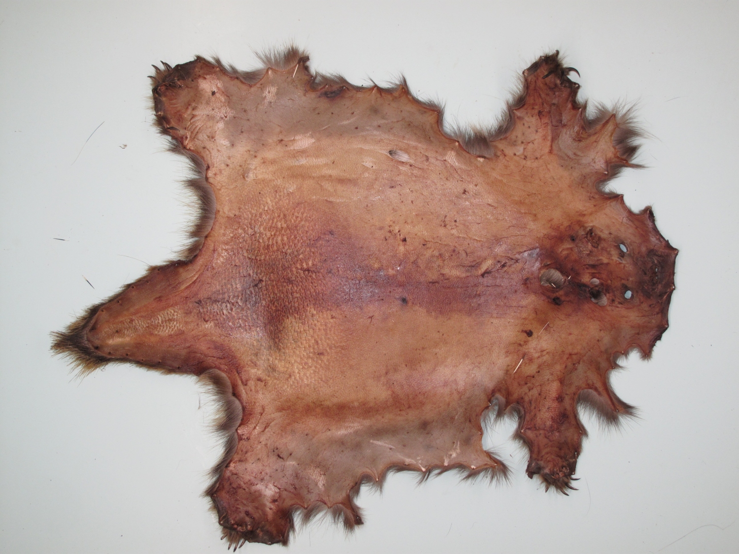 Miscellaneous : PORCUPINE - HIDES (7910-9946) : hideandfur.com