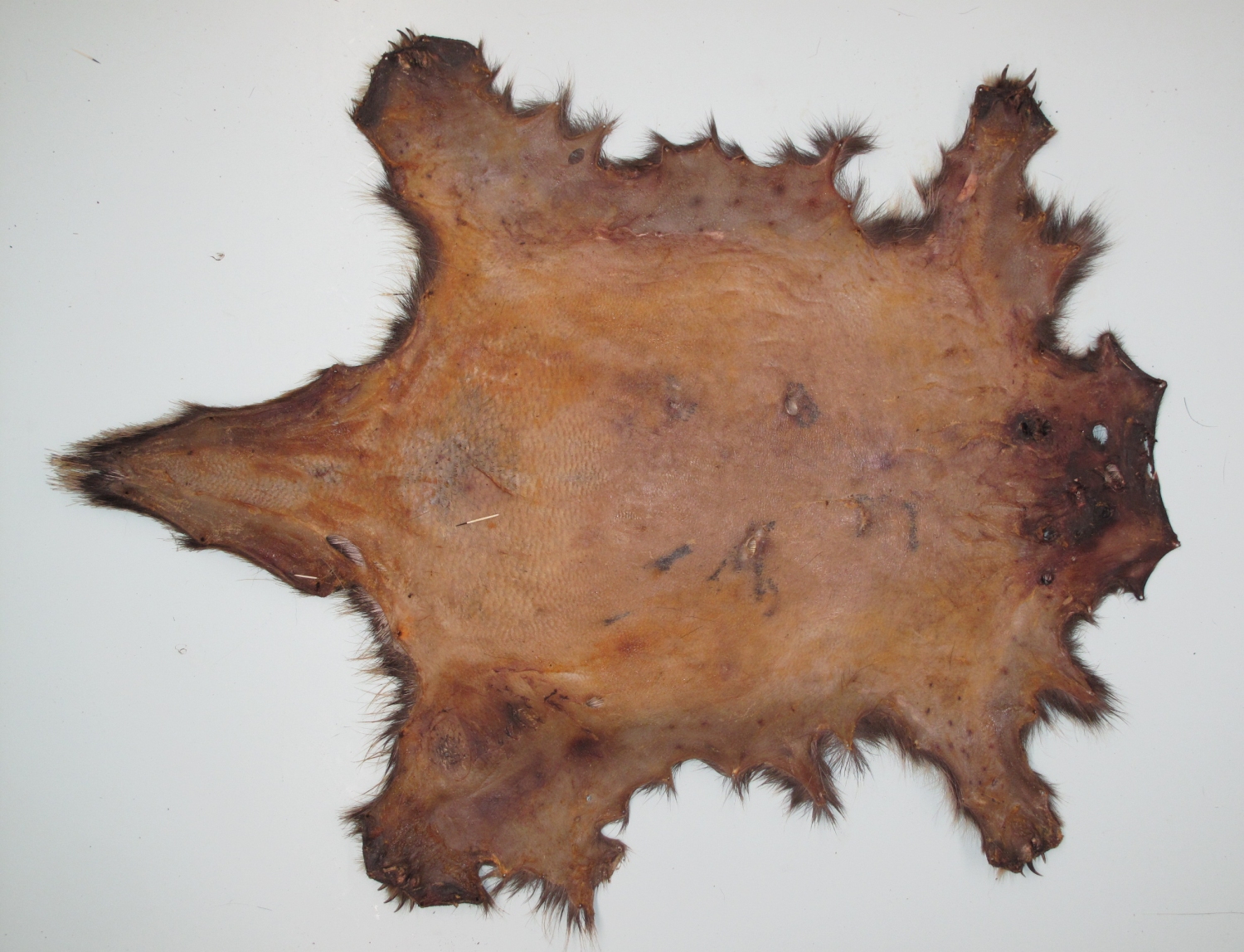 Miscellaneous : PORCUPINE - HIDES (7910-9947) : hideandfur.com