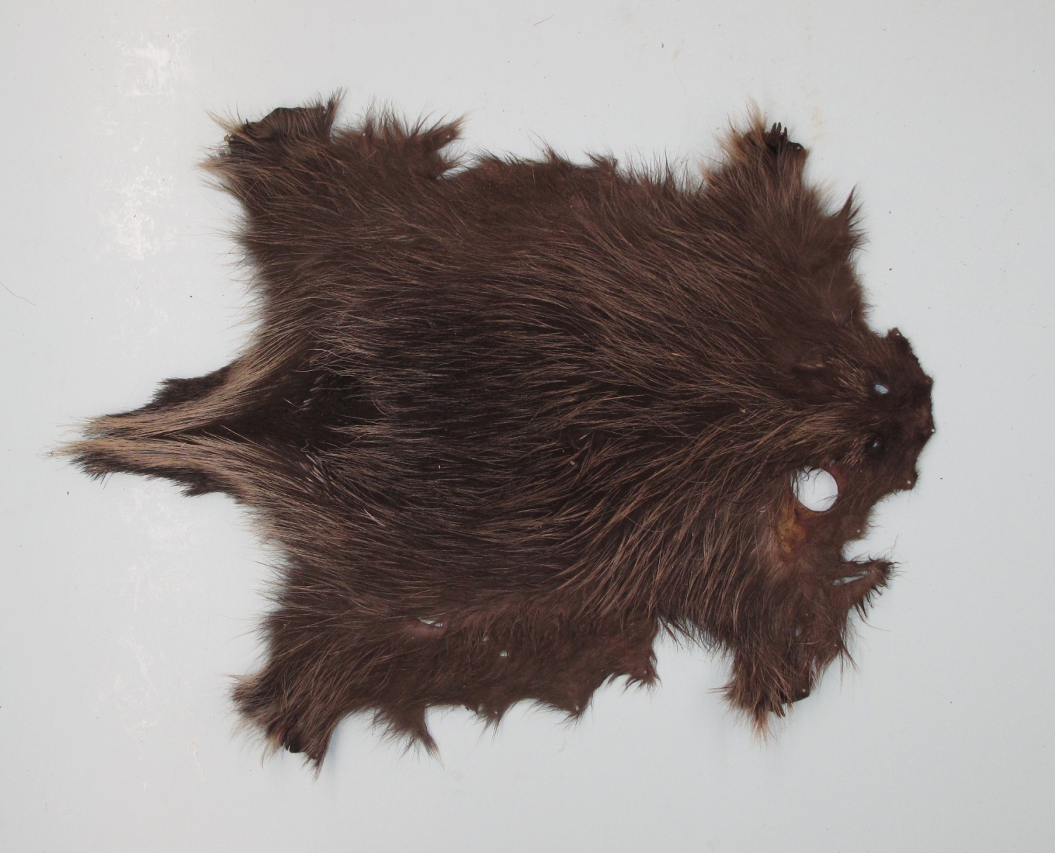 Miscellaneous : PORCUPINE - HIDES (7910-9953) : hideandfur.com