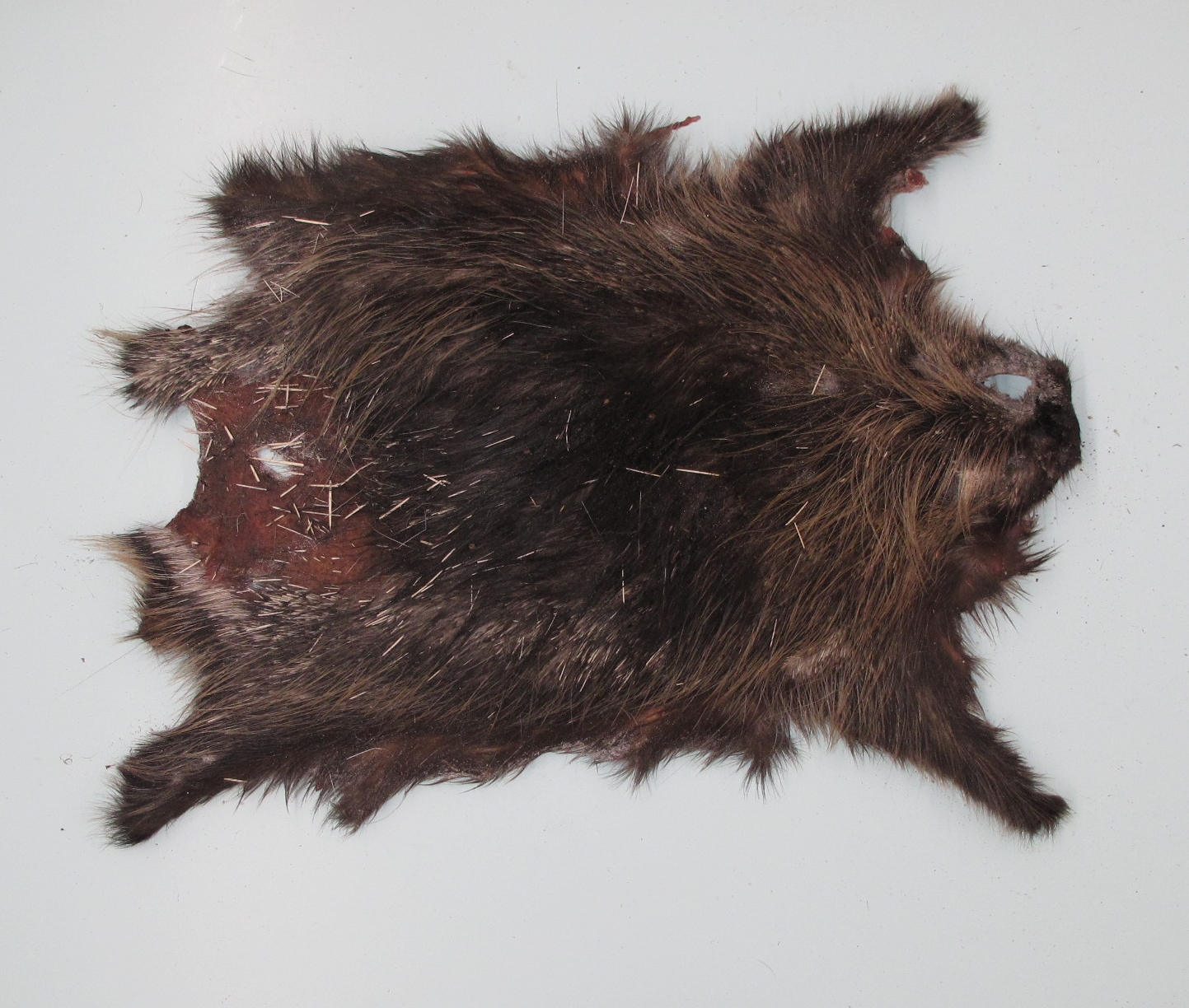 Miscellaneous : PORCUPINE - HIDES (7910-9985) : hideandfur.com